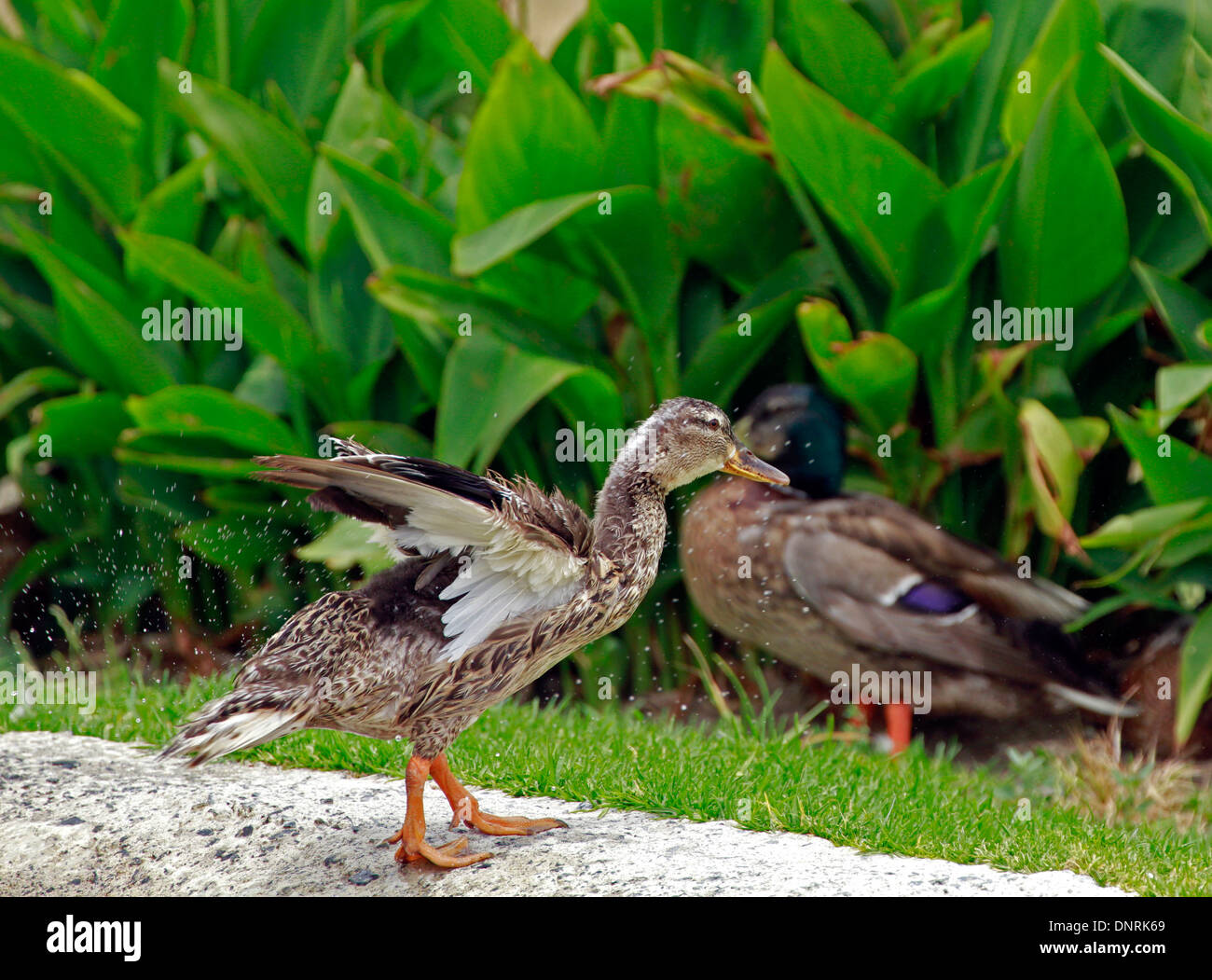 Duck drying off High Resolution Stock Photography and Images - Alamy