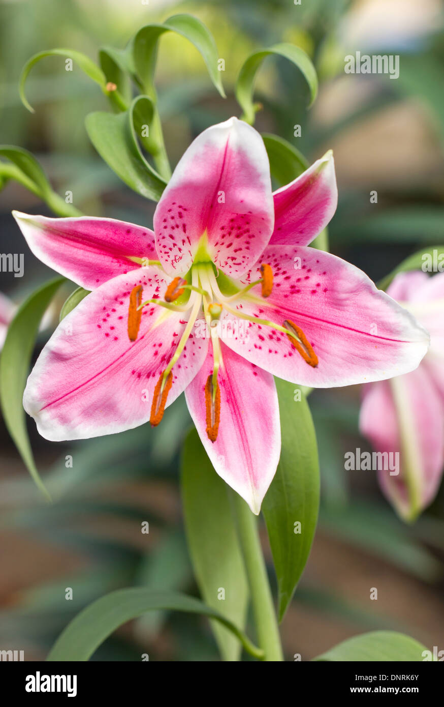 Pink Lily Flower Stock Photo - Alamy