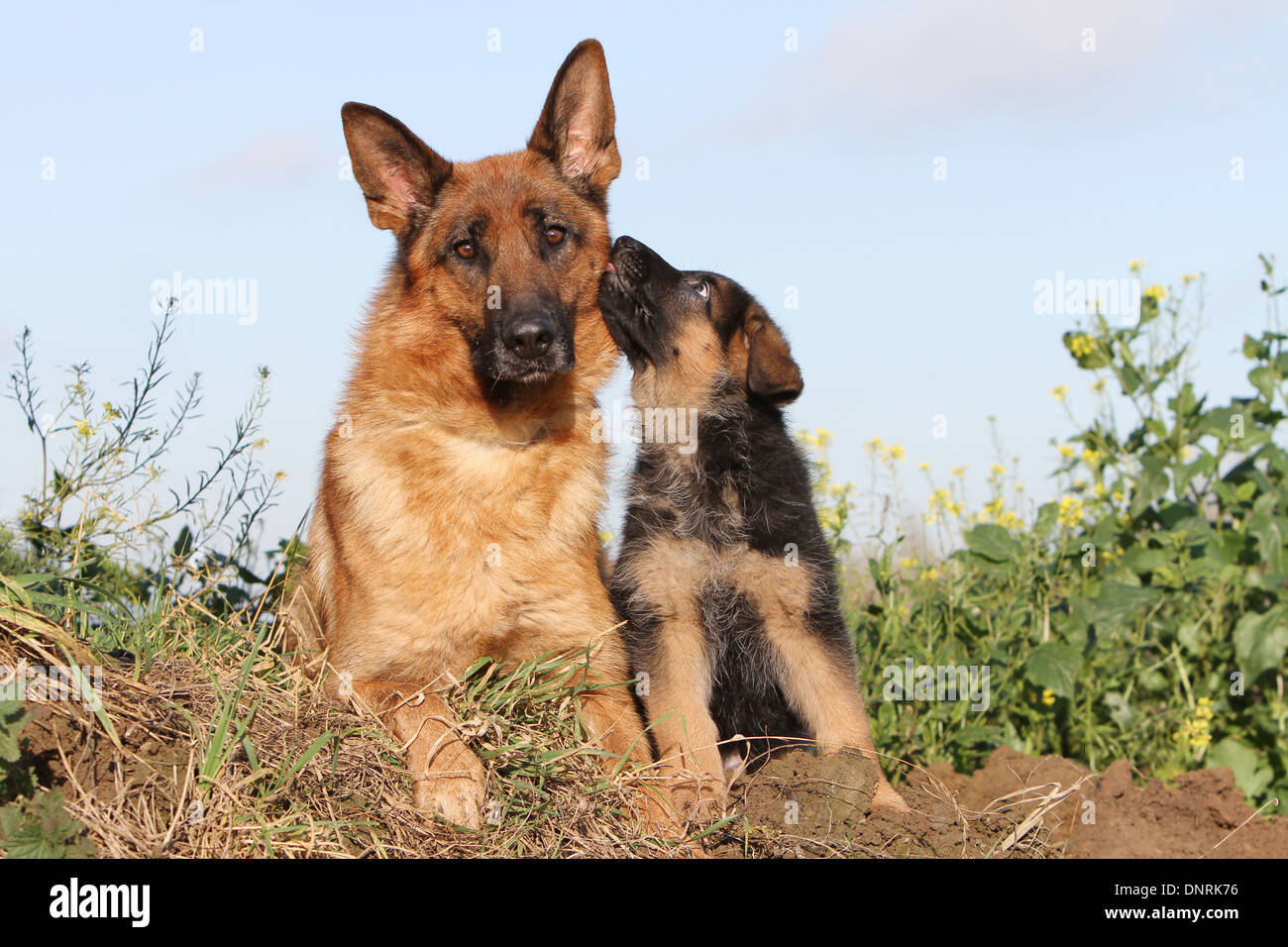 Dog German Shepherd Dog / Deutscher Schäferhund adult and puppy Stock ...