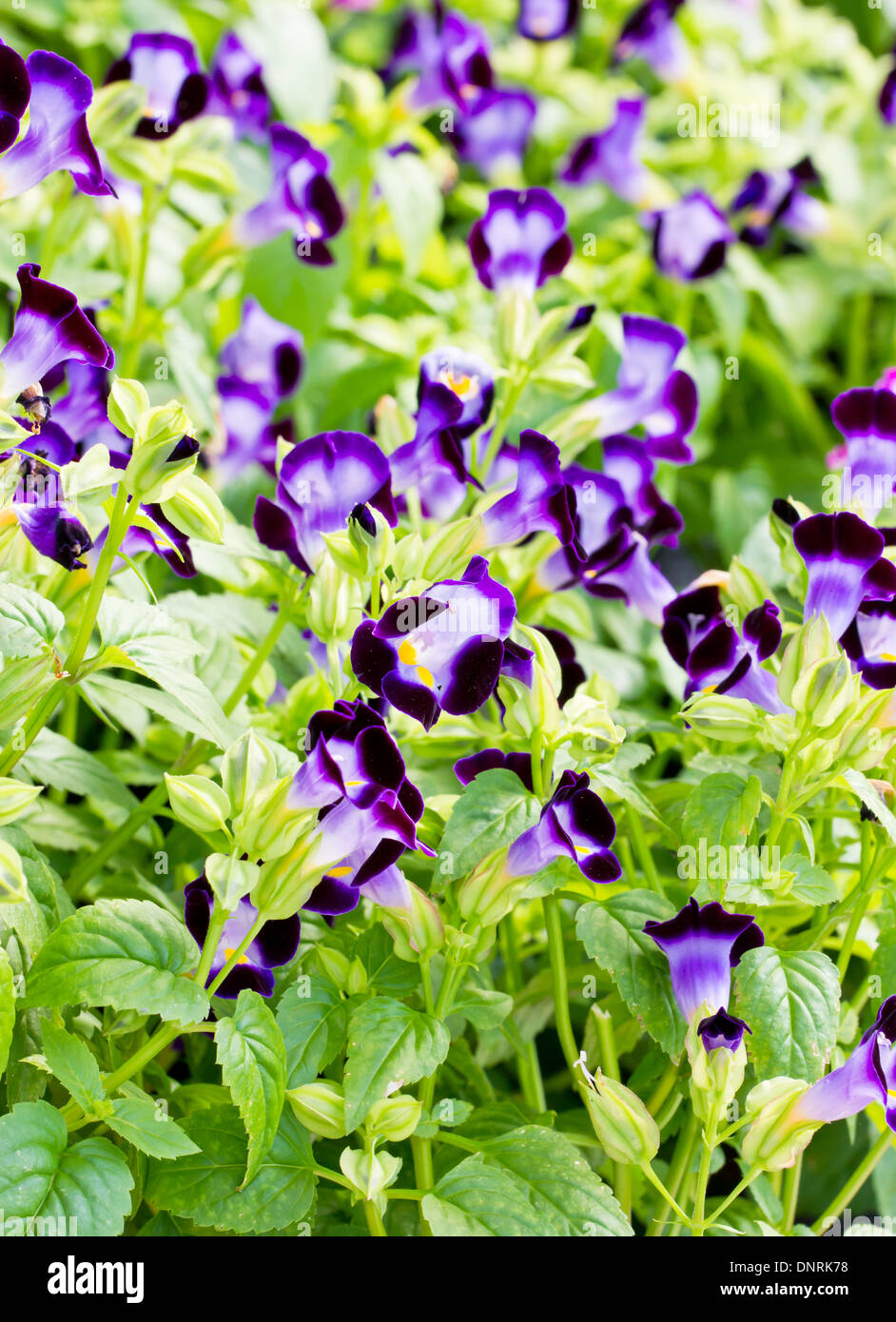 Torenia flower hi-res stock photography and images - Alamy