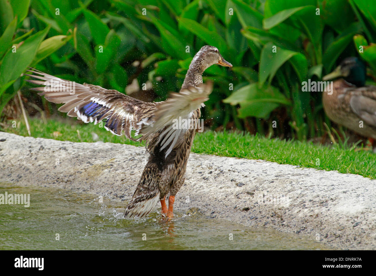 Duck drying off hi-res stock photography and images - Alamy