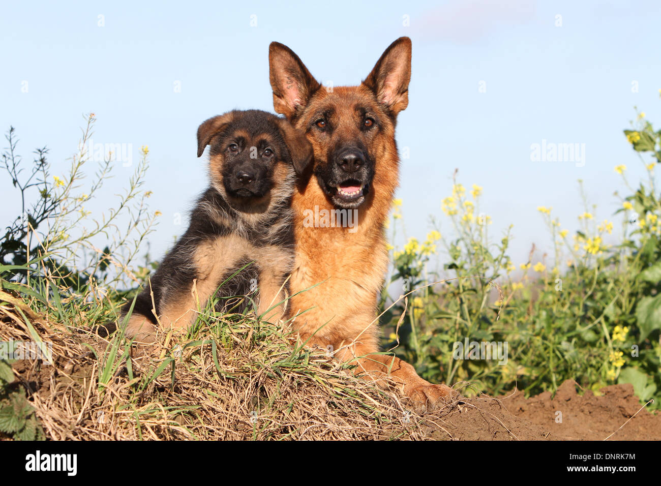 German shepherd puppies mother hi-res stock photography and images - Alamy