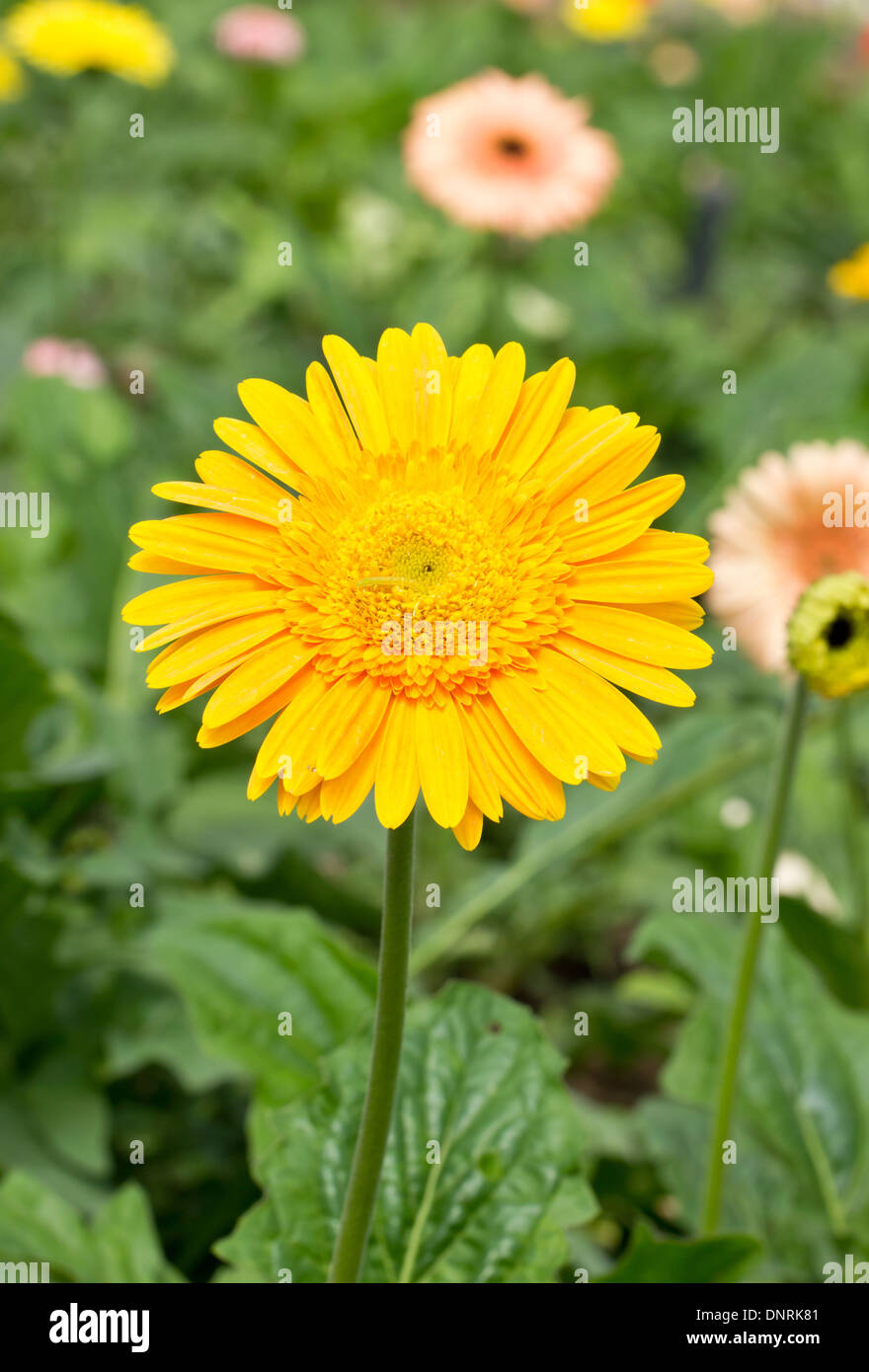 Yellow gerbera flower hi-res stock photography and images - Alamy