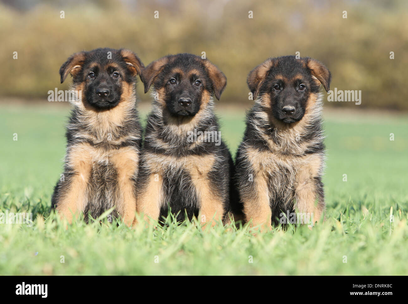 Dog German Shepherd Dog / Deutscher Schäferhund three puppies sitting ...