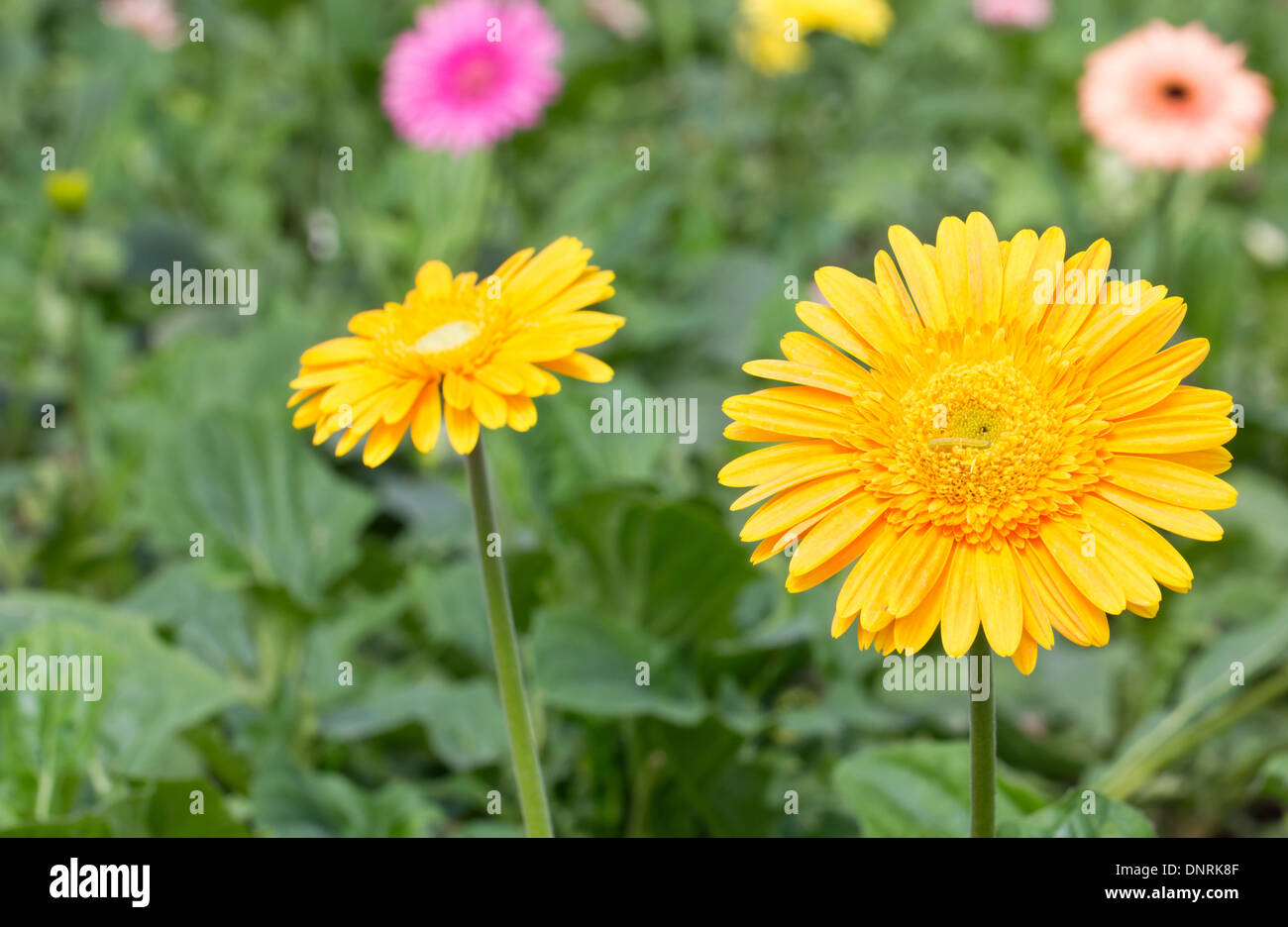 Yellow gerbera flower Stock Photo - Alamy