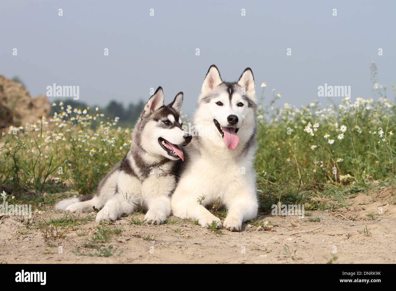 Adult with pups hi-res stock photography and images - Alamy