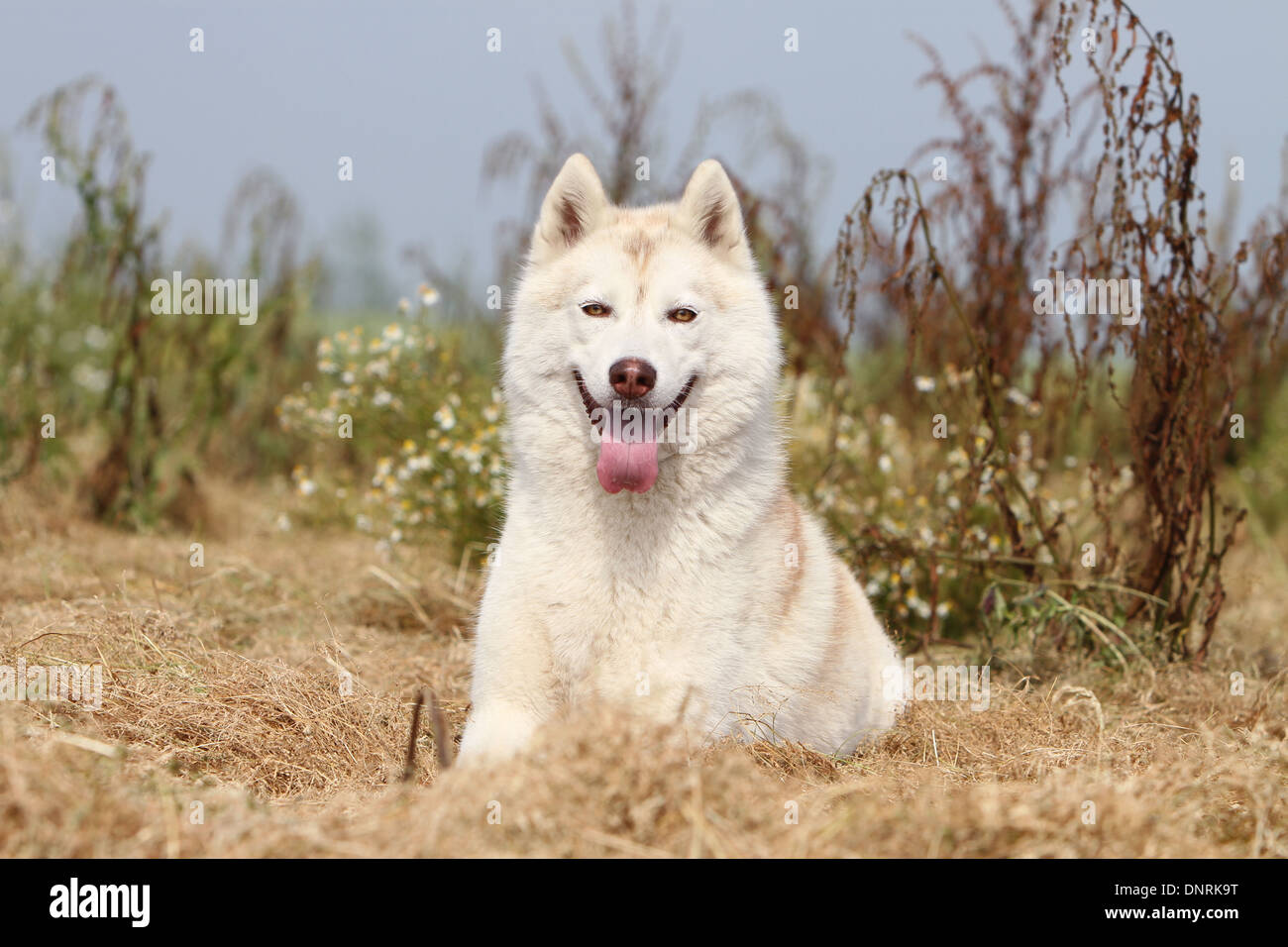 Nordic dog breed hi-res stock photography and images - Alamy