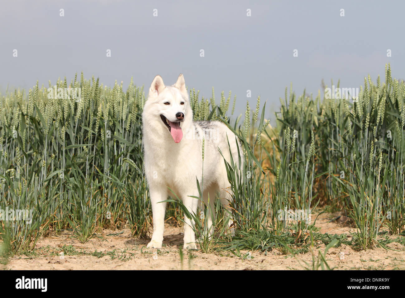 Icee Stand High Resolution Stock Photography and Images - Alamy
