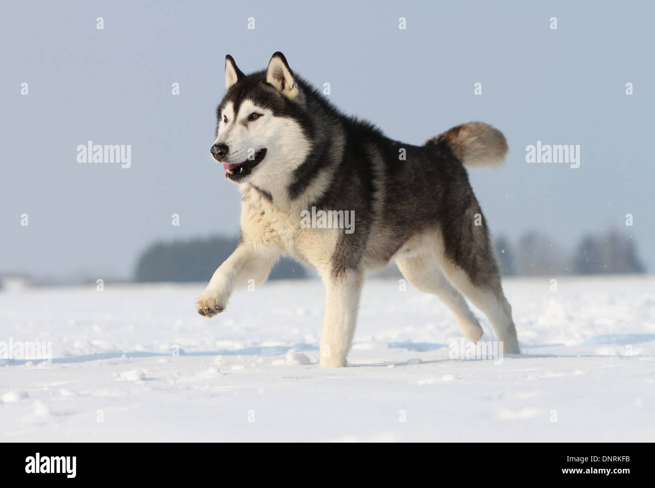 Dog Siberian Husky adult running in the snow Stock Photo - Alamy