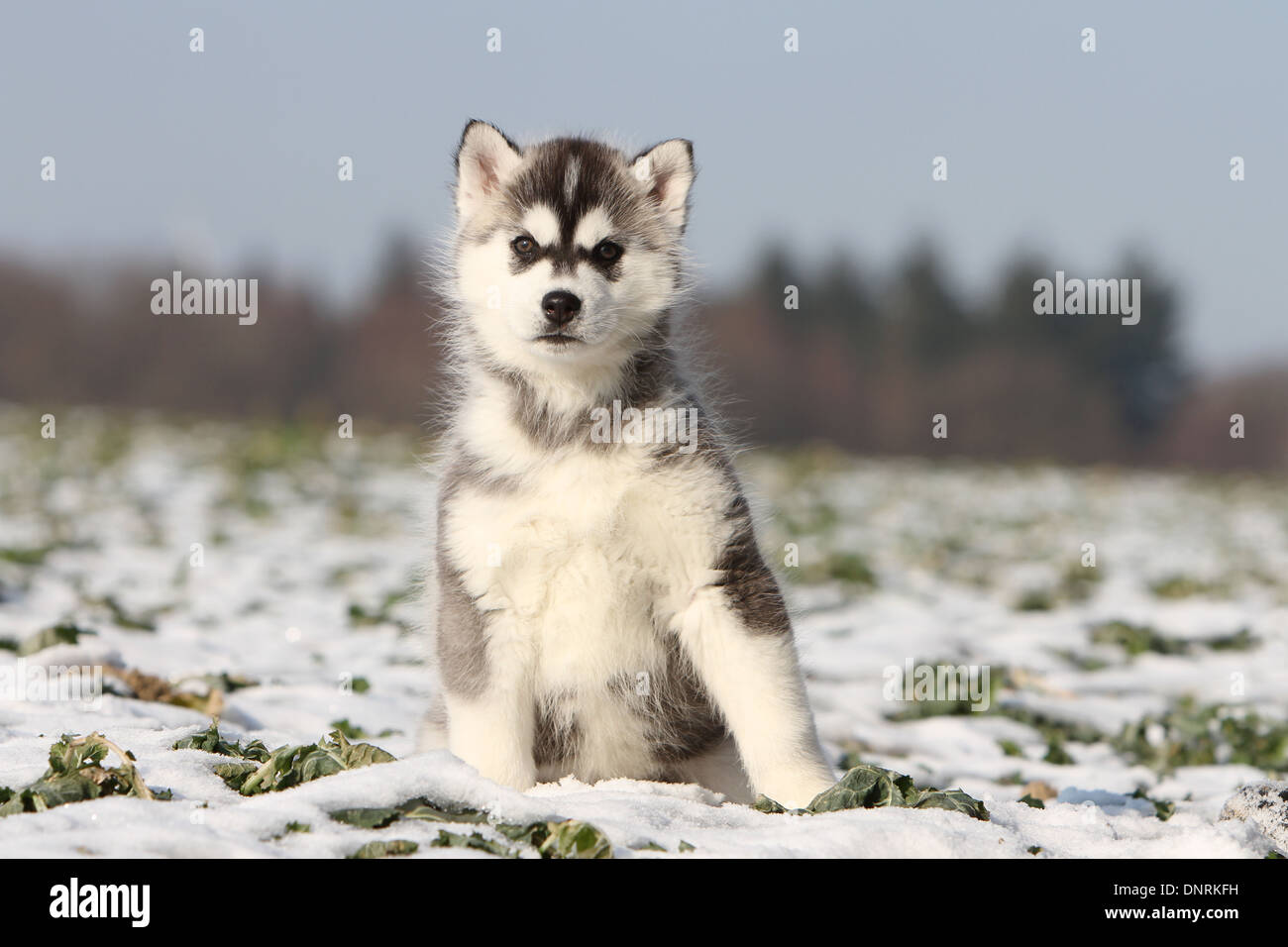What Is A Alaskan Husky Natural Habitat