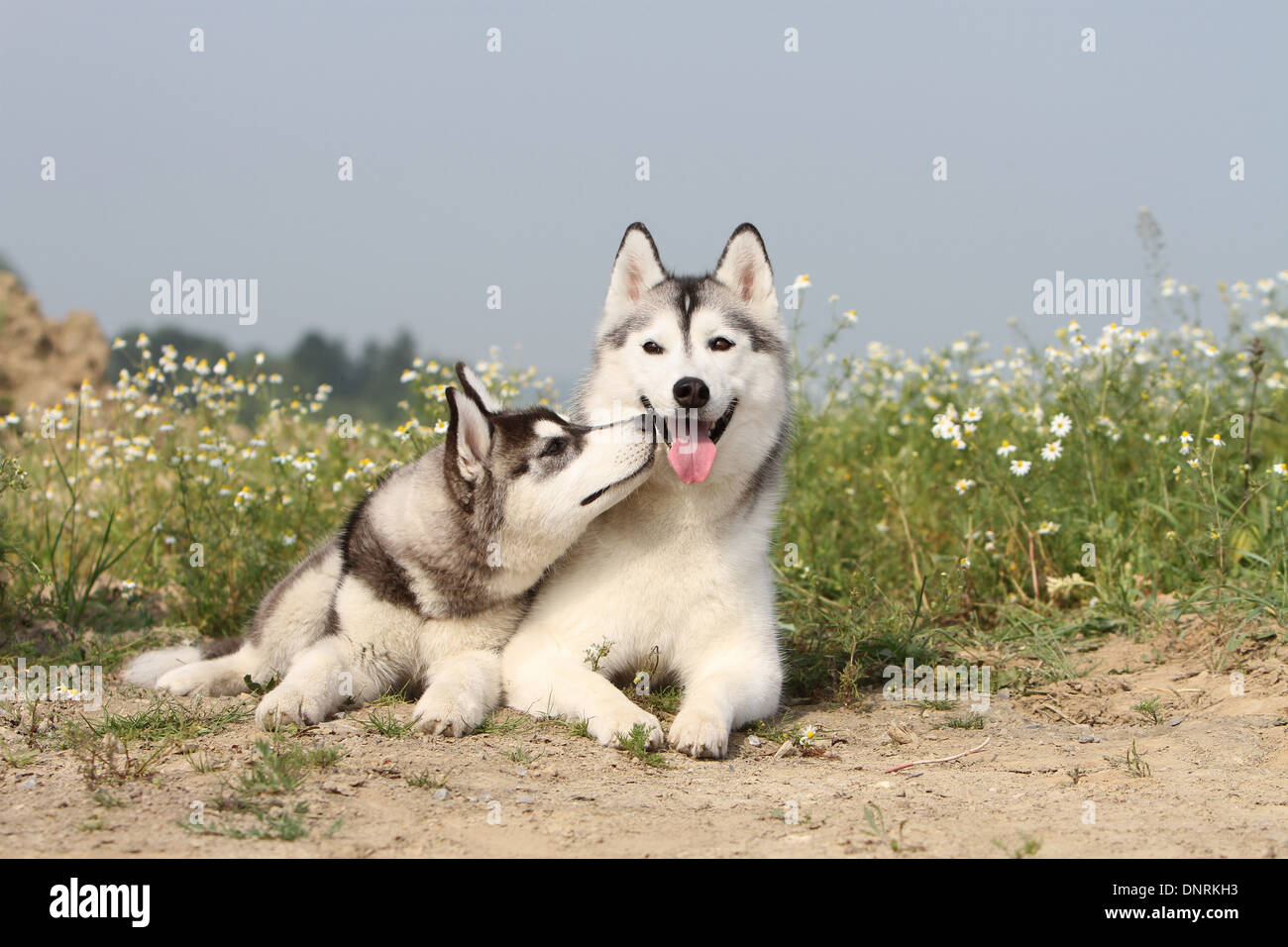 Siberian husky mother pup hi-res stock photography and images - Alamy