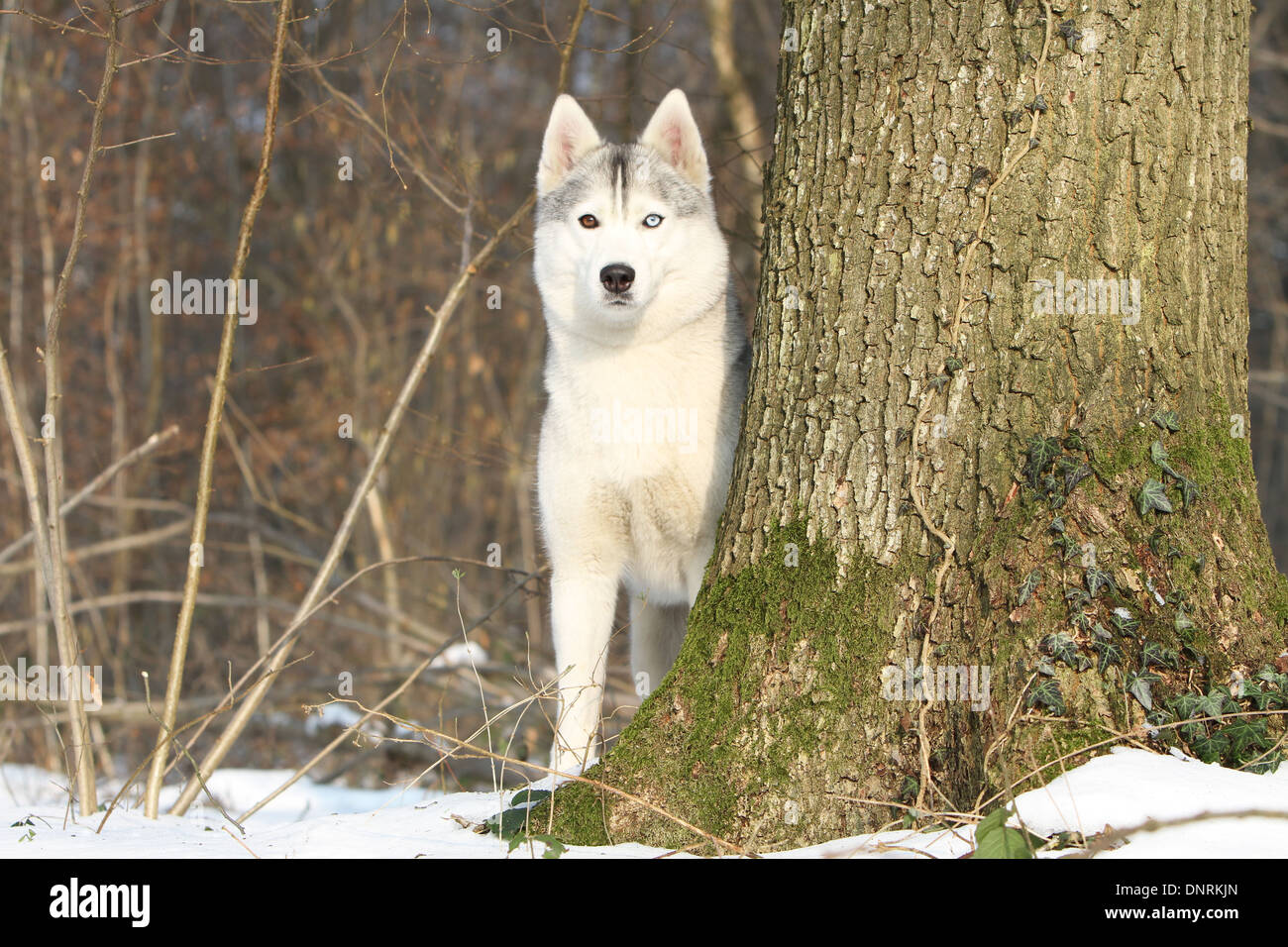 Dog Siberian Husky standing behind a tree on snow Stock Photo - Alamy