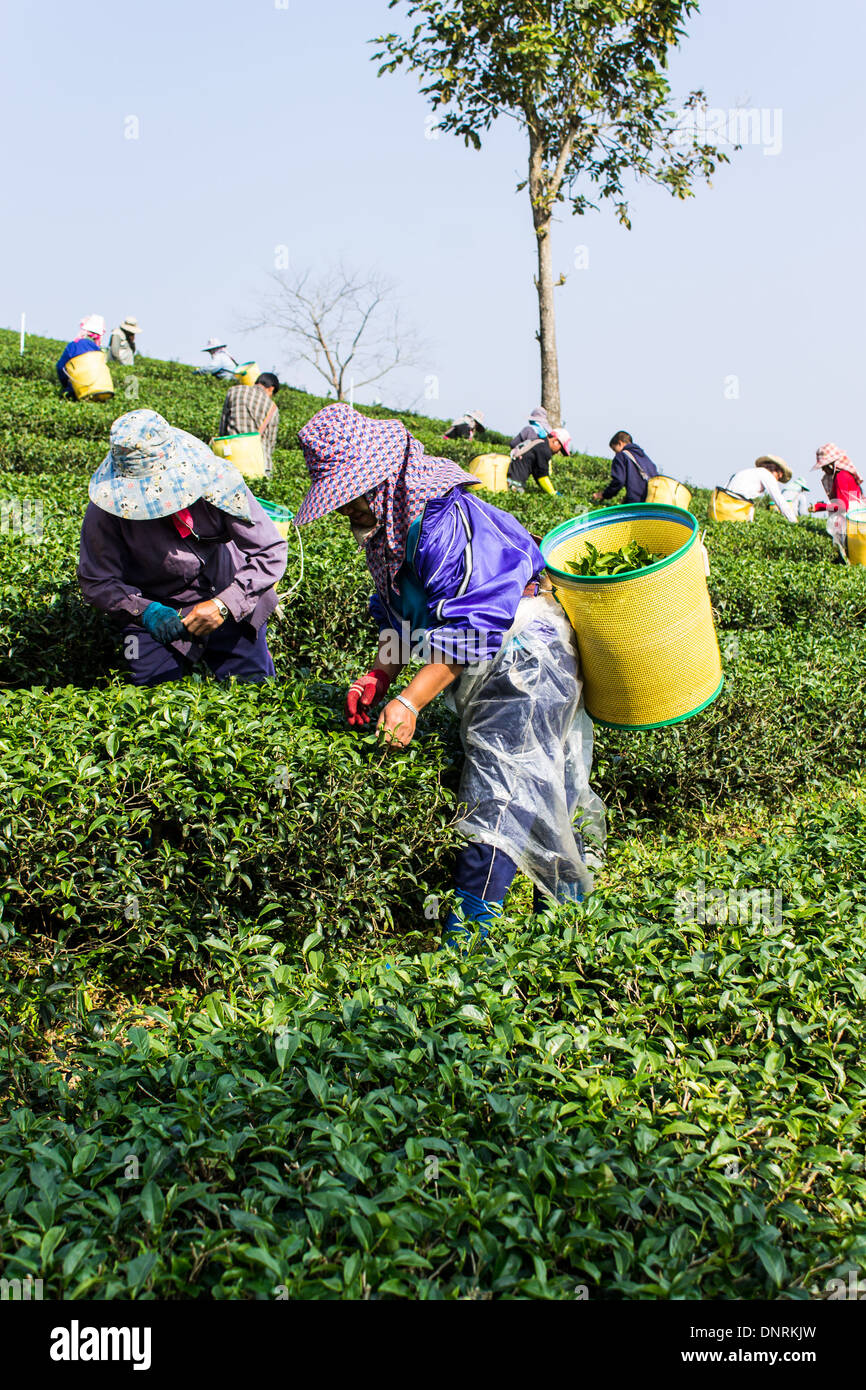 Akha Tea Pickers , Chiangrai Thailand Stock Photo - Alamy