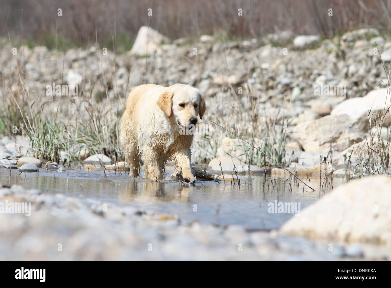 Dog Golden Retriever / adult walking in a river Stock Photo - Alamy