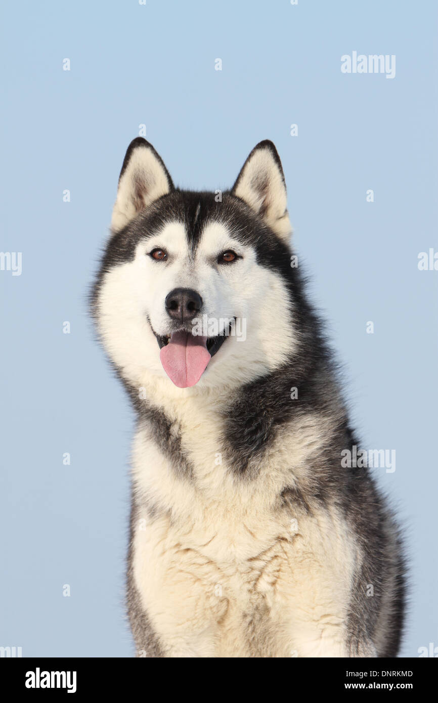 White adult siberian husky dog hi-res stock photography and images - Alamy