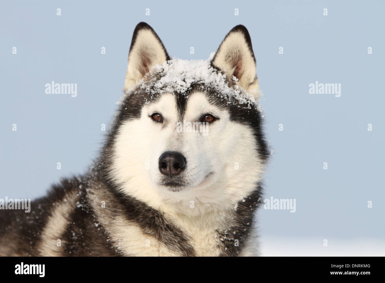 Portrait siberian husky hi-res stock photography and images - Alamy