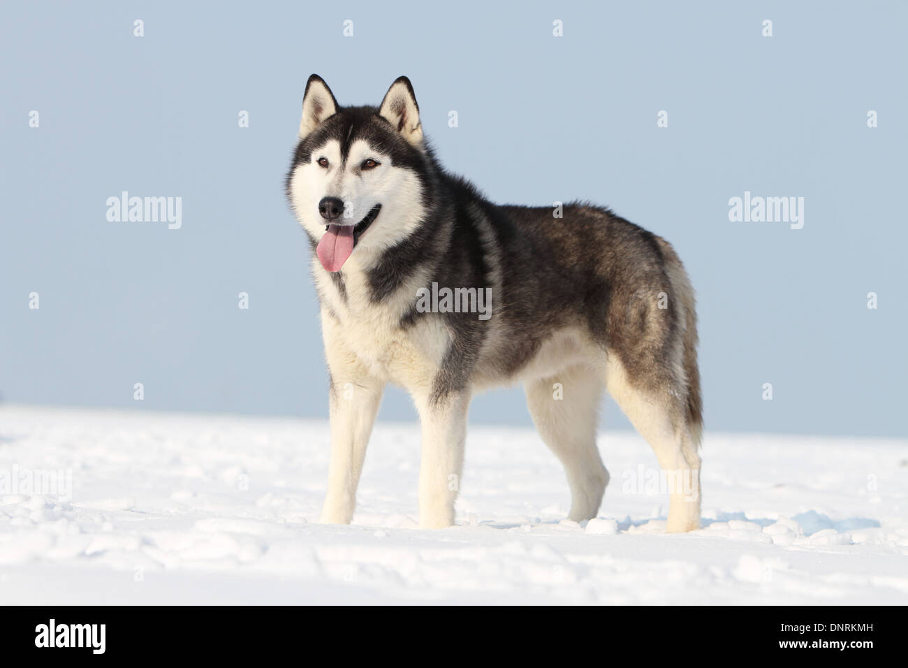 Dog Siberian Husky standing on snow Stock Photo - Alamy