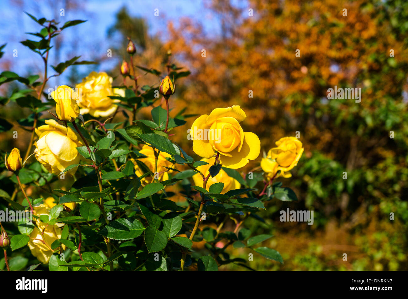 Yellow Roses, Shizuoka Prefecture, Japan Stock Photo - Alamy