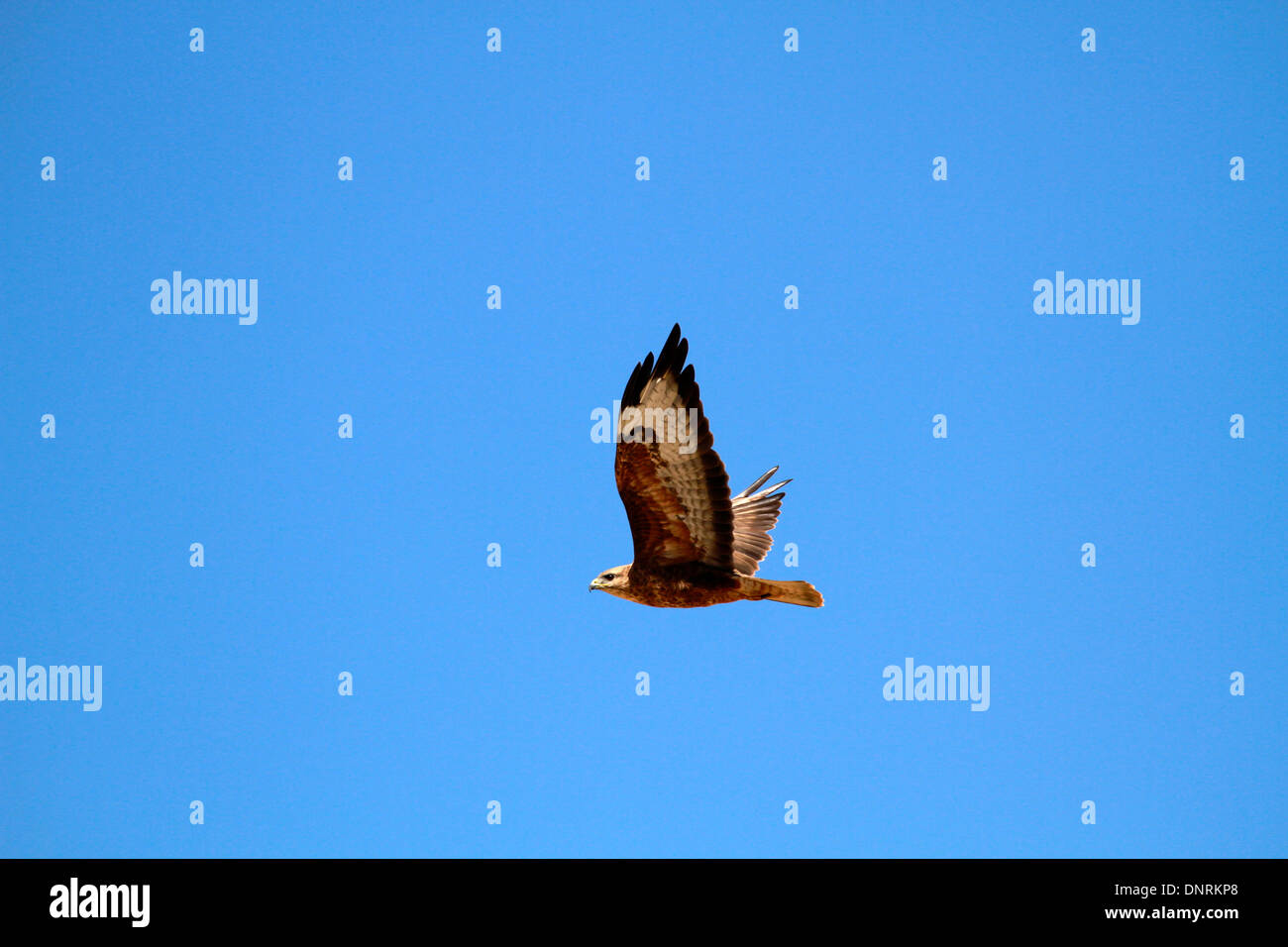Steppe Buzzard (Buteo vulpinus) in flight in the Boland, South Africa ...