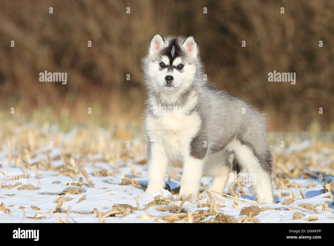 Siberian husky puppy hi-res stock photography and images - Alamy