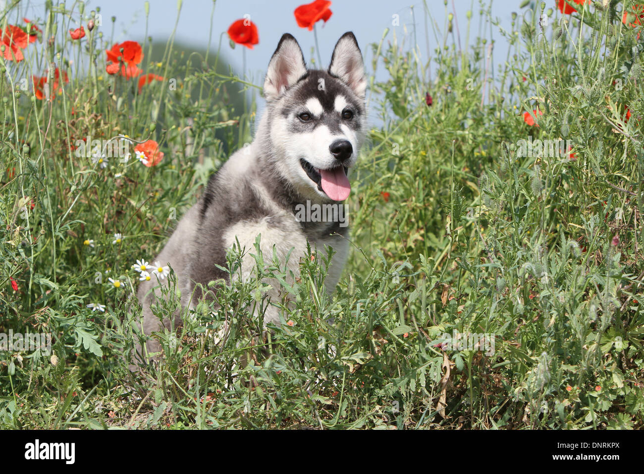 Dog Siberian Husky puppy sitting in a meadow Stock Photo - Alamy