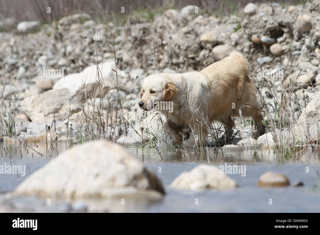 Dog Golden Retriever / adult enter in a river Stock Photo - Alamy
