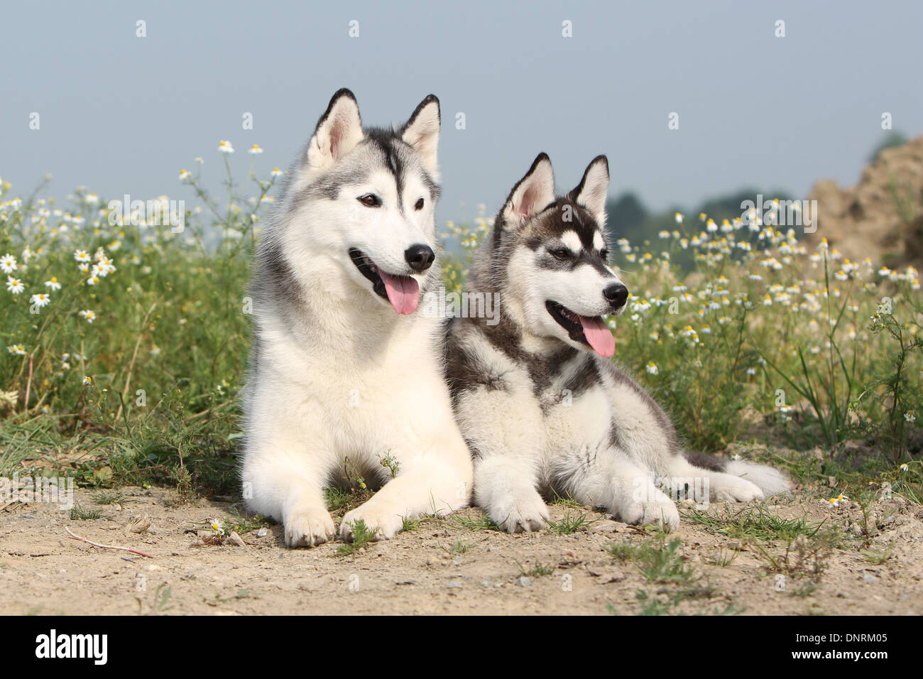 Dog Siberian Husky adult and puppy lying in a meadow Stock Photo - Alamy