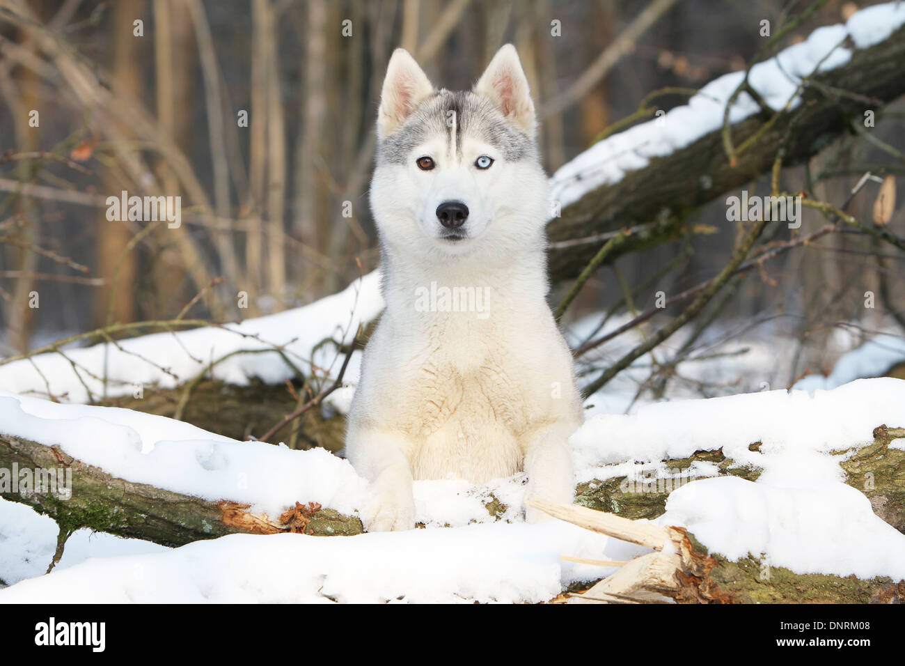 Dog Siberian Husky standing on a tree Stock Photo - Alamy