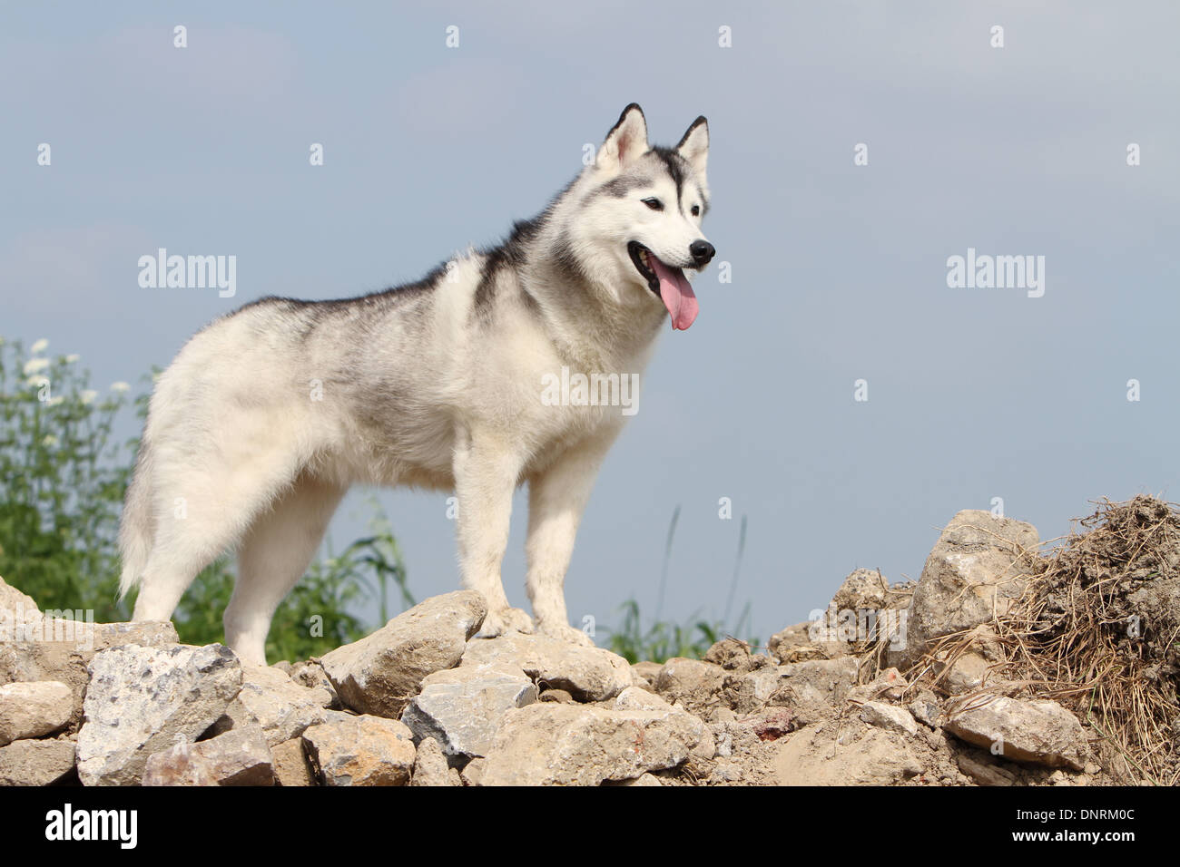 How Cold Can A Siberian Husky Stand