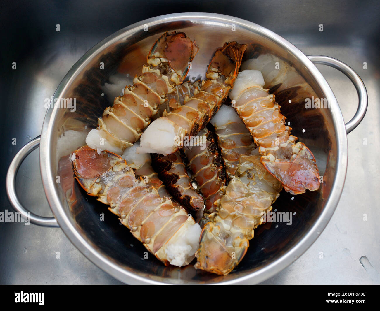 Raw Cape rock lobster or West Coast rock lobster (Jasus lalandii ...
