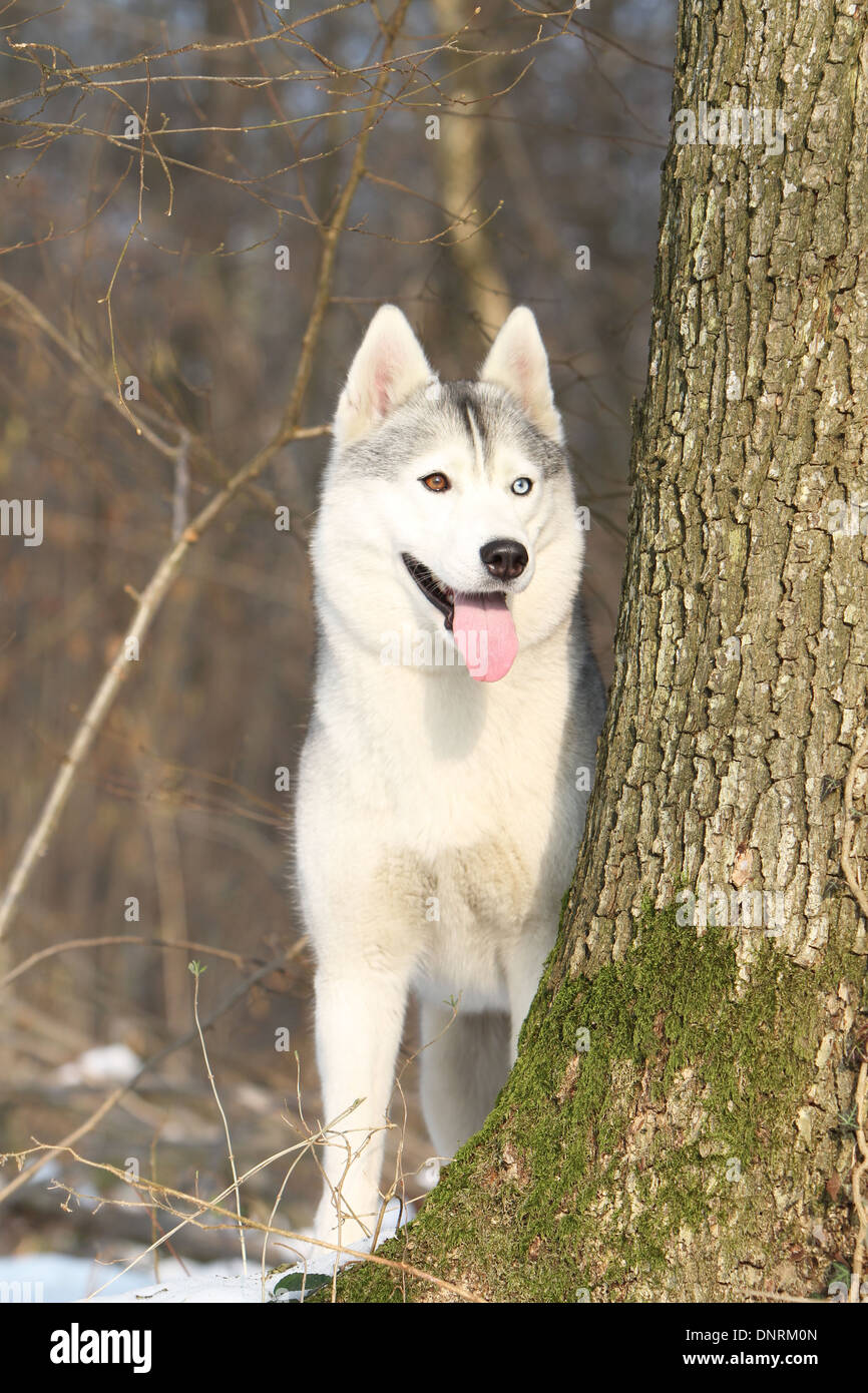 Dog Siberian Husky standing behind a tree Stock Photo - Alamy