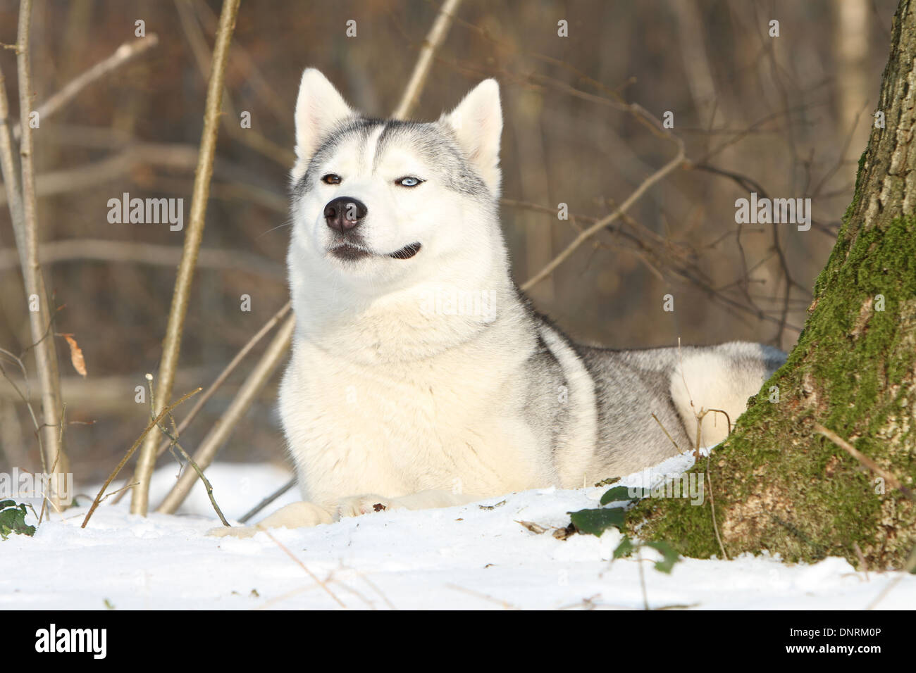 Dog Siberian Husky adult lying in the snow Stock Photo - Alamy