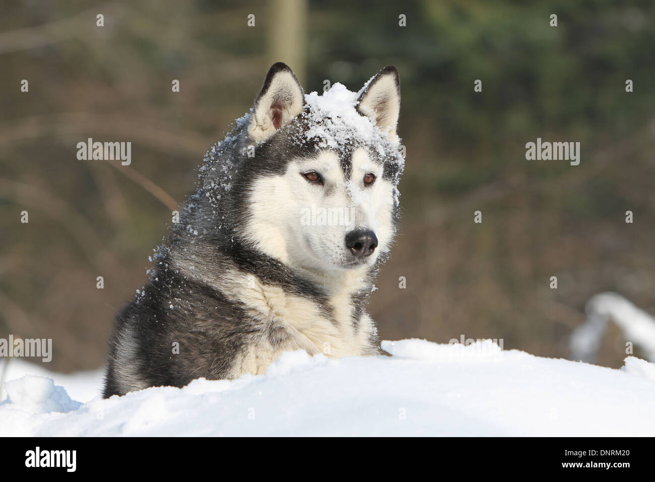 Dog Siberian Husky adult lying in the snow Stock Photo - Alamy