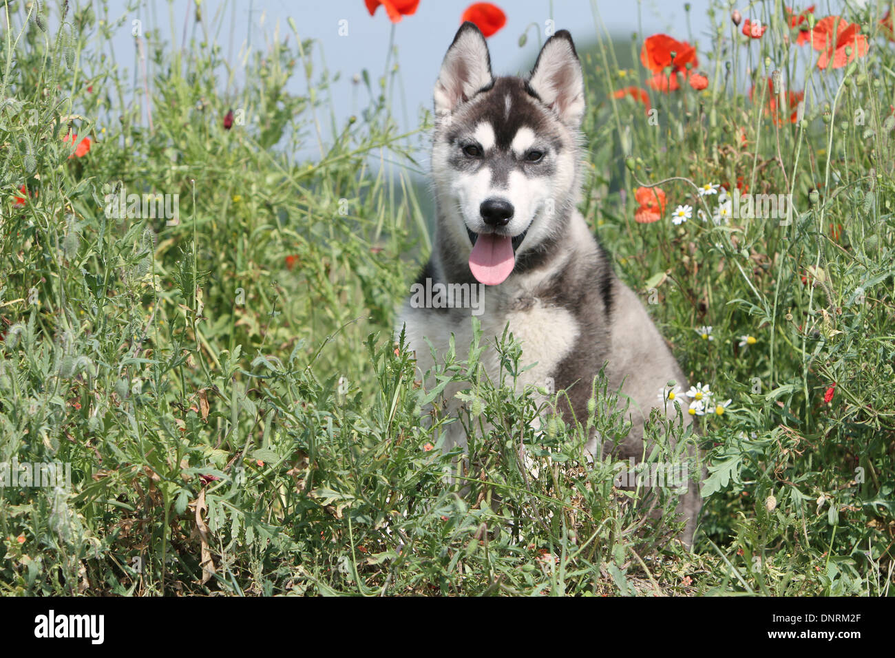 Dog Siberian Husky puppy sitting in a meadow Stock Photo - Alamy