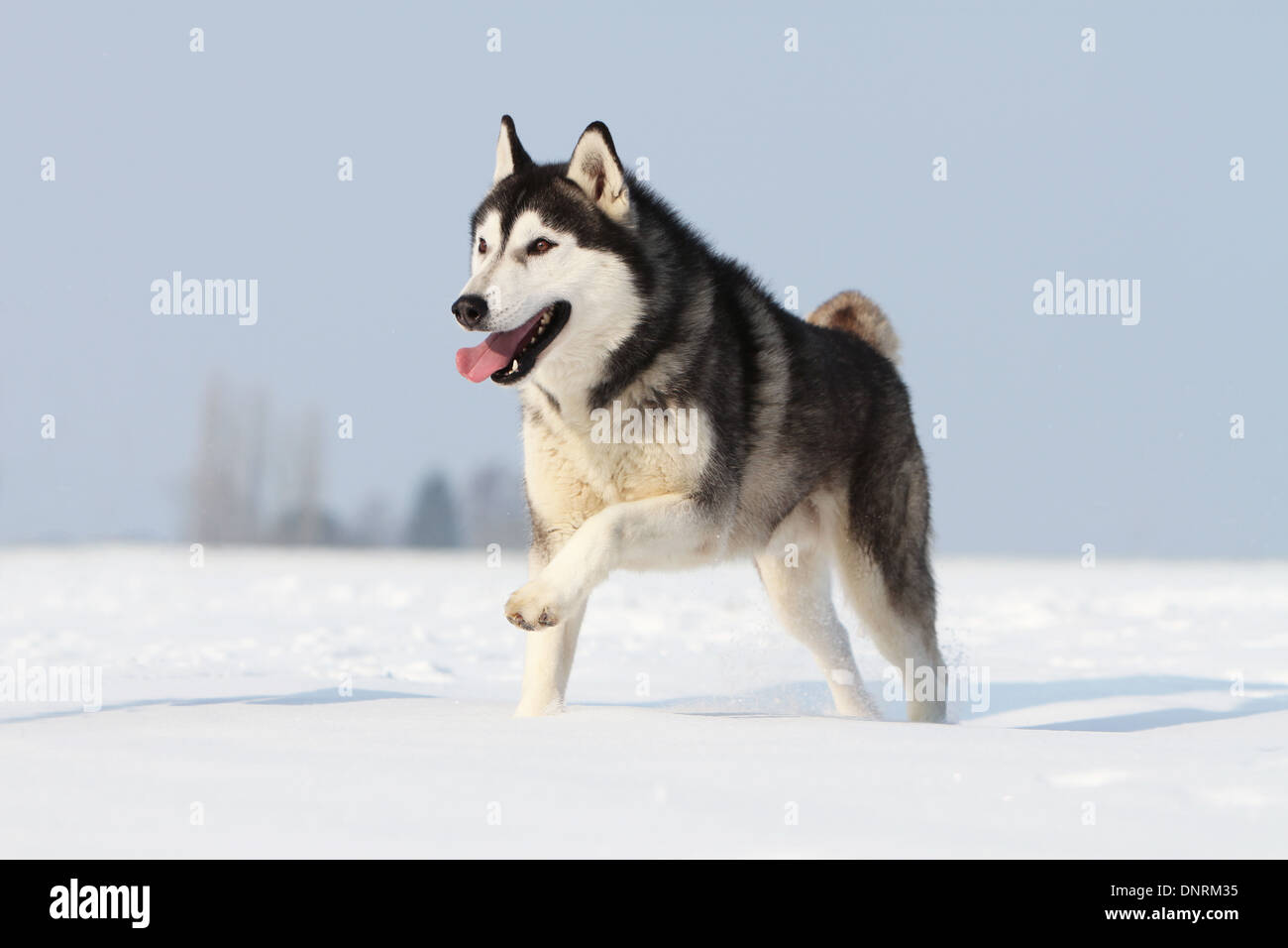 Running siberian husky hi-res stock photography and images - Alamy