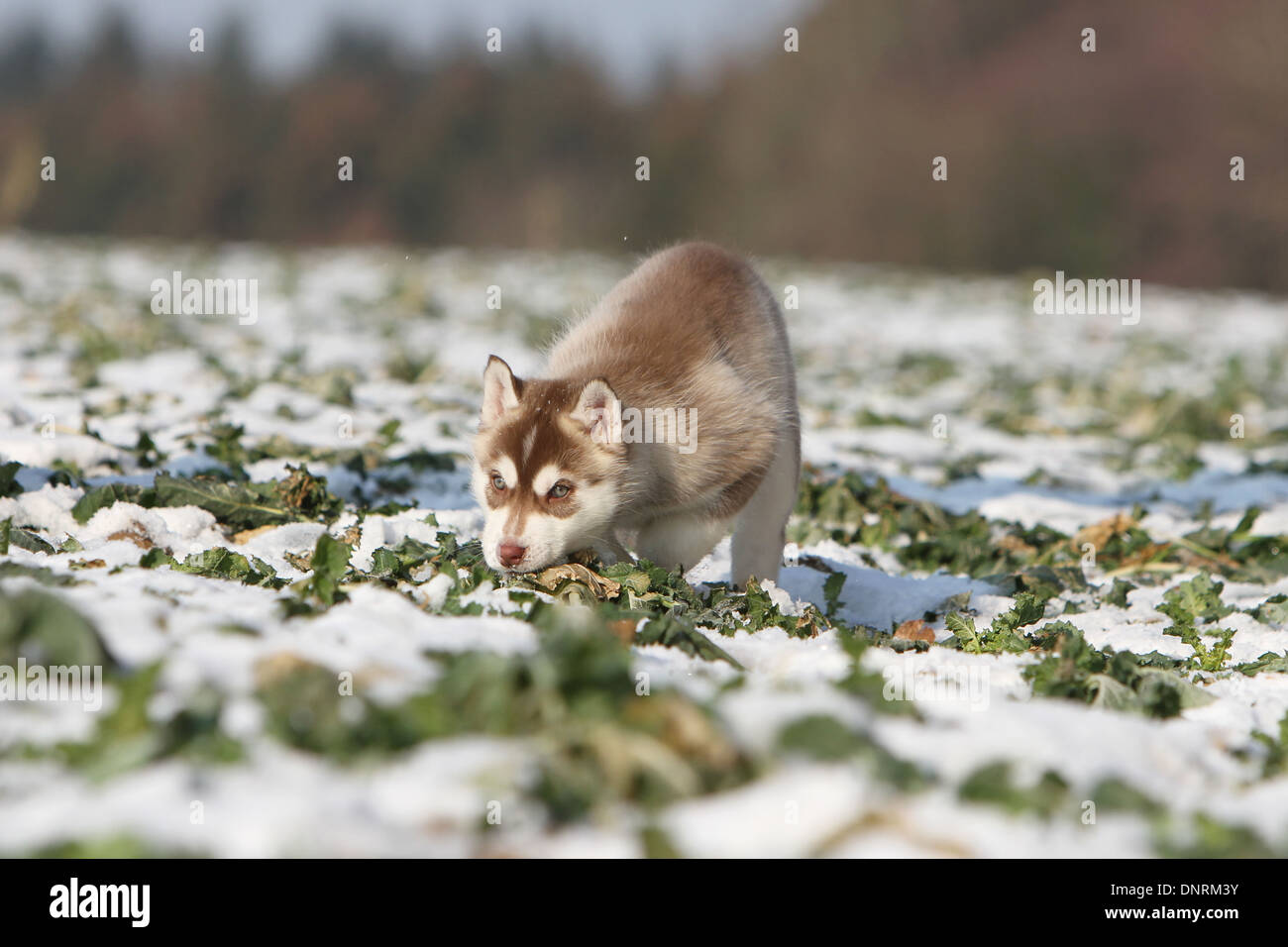 Brown husky sniff snow hi-res stock photography and images - Alamy