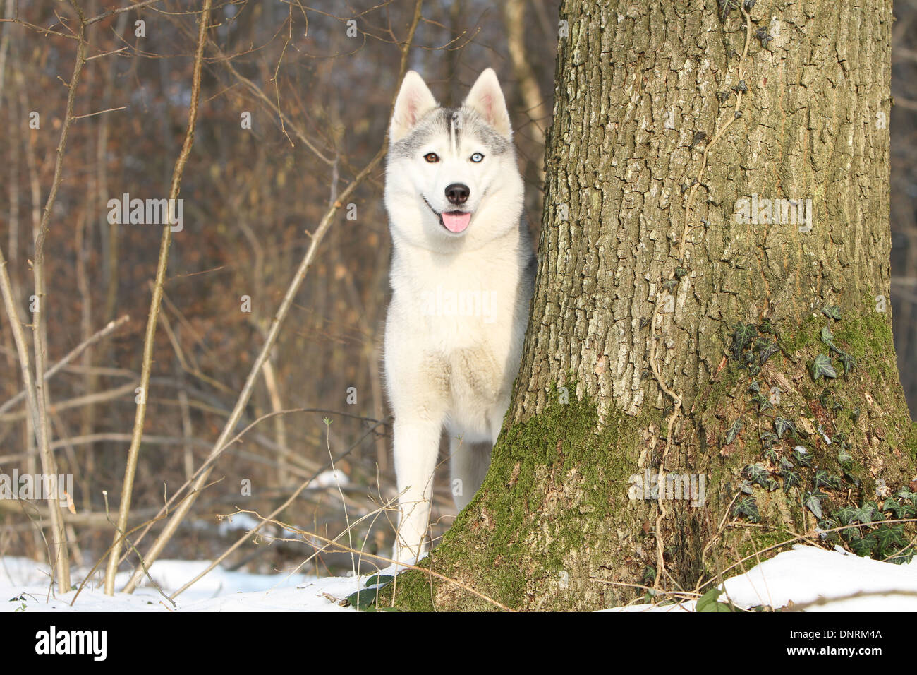 Dog Siberian Husky standing behind a tree on snow Stock Photo - Alamy