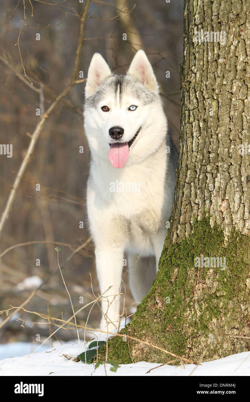 Dog Siberian Husky standing behind a tree Stock Photo - Alamy