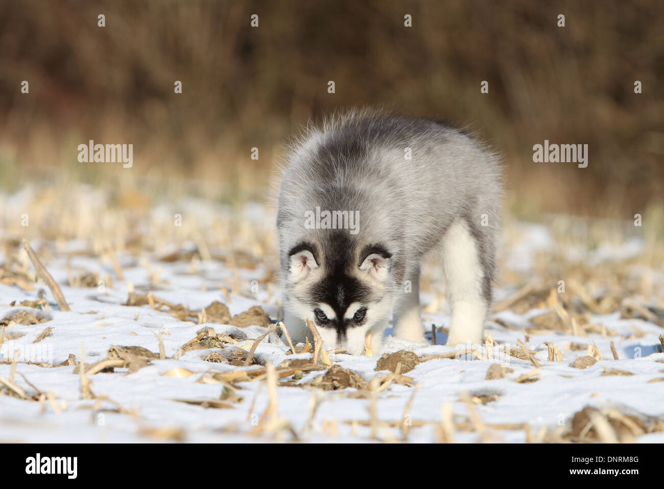 Dog Siberian Husky puppy smell in the snow Stock Photo - Alamy