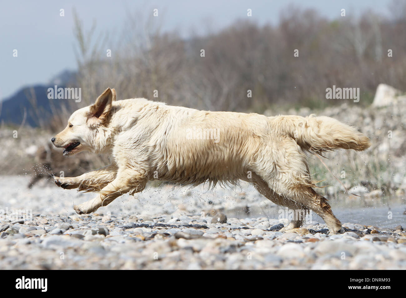Running at edge of water hi-res stock photography and images - Alamy