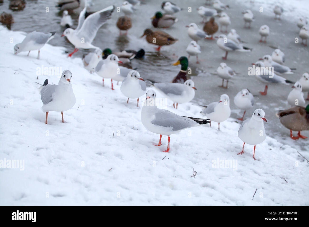 many seagulls on snow by frozen lake in winter Stock Photo - Alamy