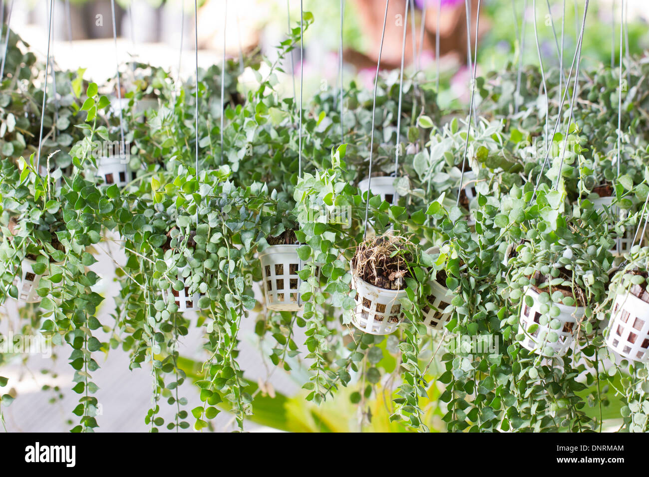 Creeper plant hi-res stock photography and images - Alamy