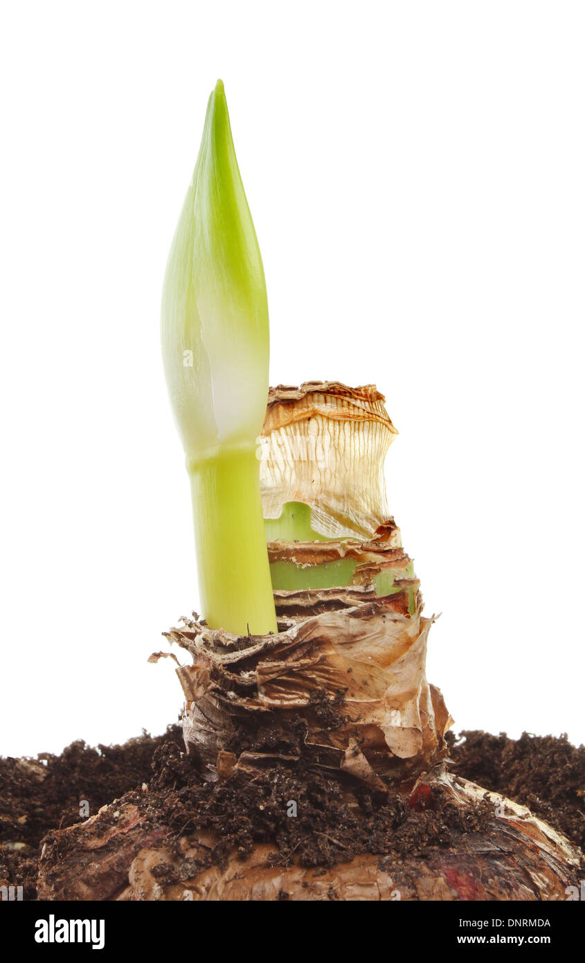 Amaryllis bulb with emerging flower spike isolated against white Stock ...