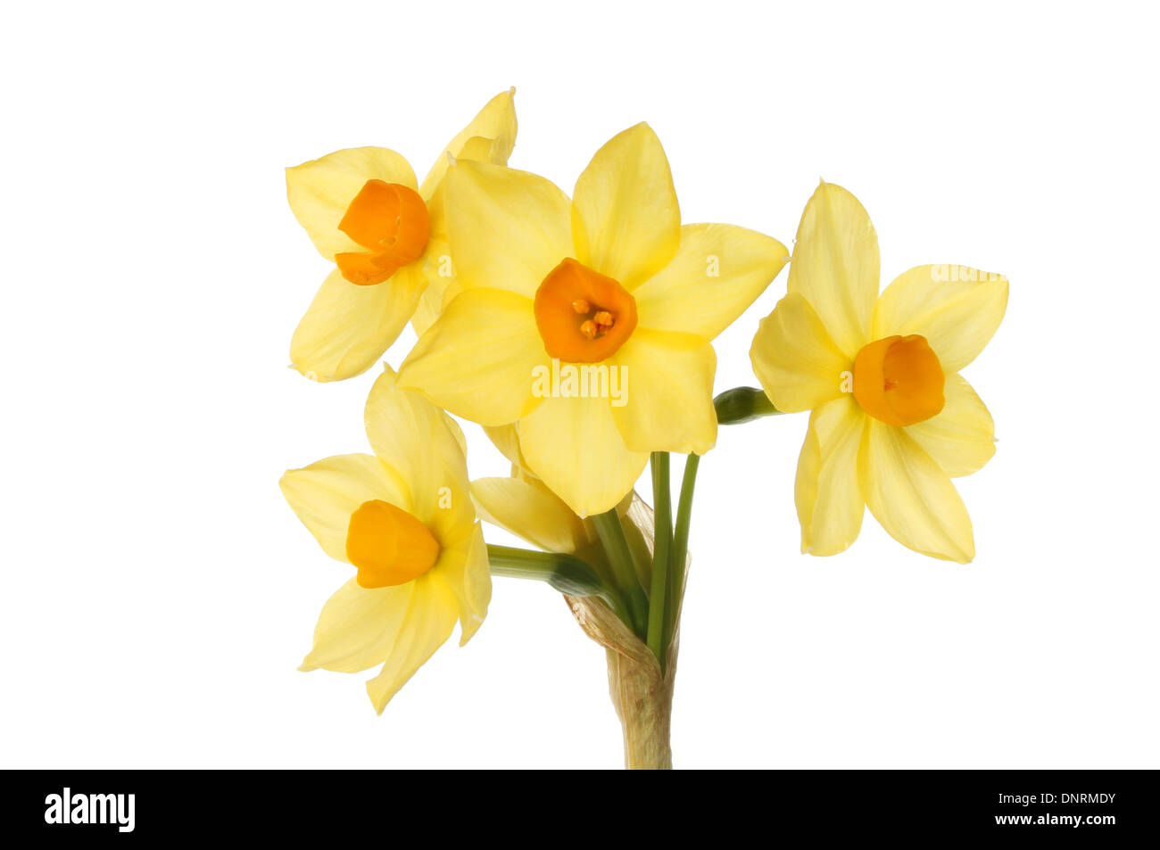 Multi headed daffodil hi-res stock photography and images - Alamy
