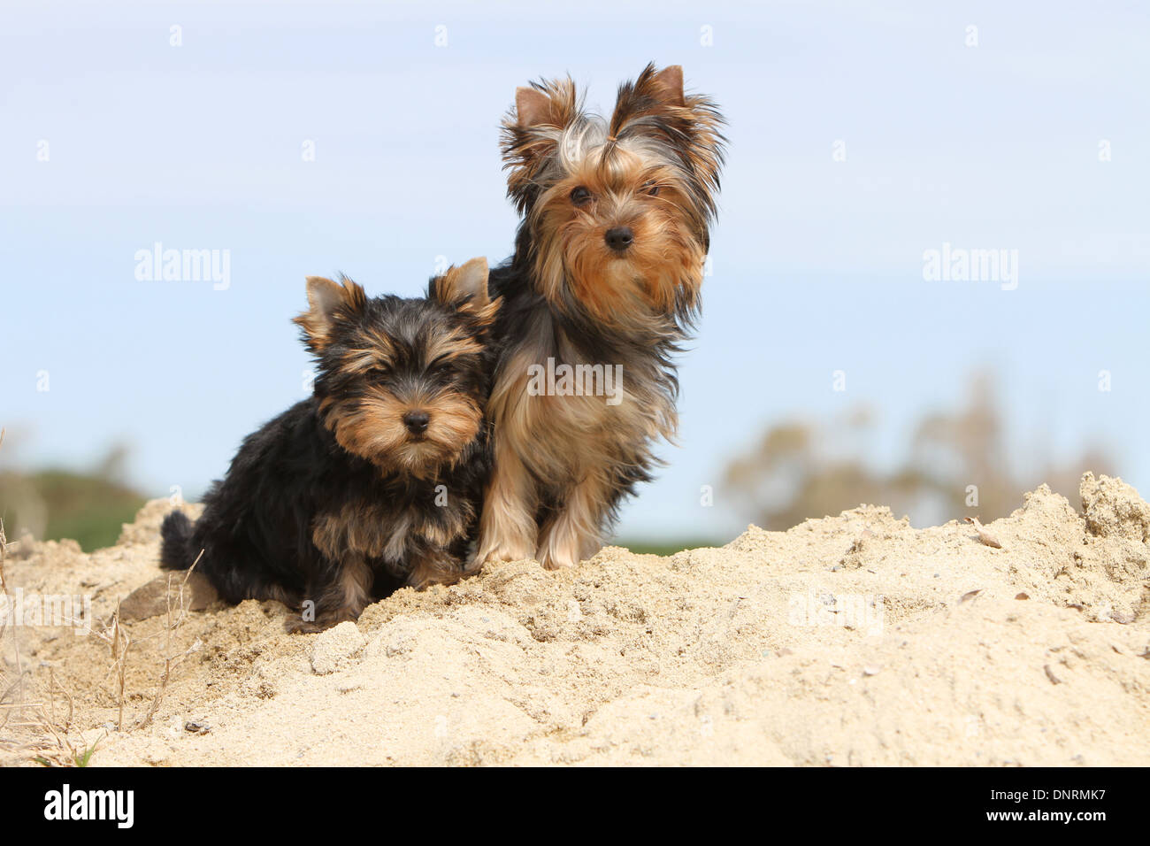 Dog Yorkshire Terrier / adult and puppy sitting in dunes Stock Photo ...