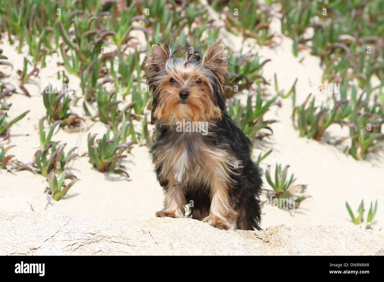 Yorkshires terrier hi-res stock photography and images - Alamy
