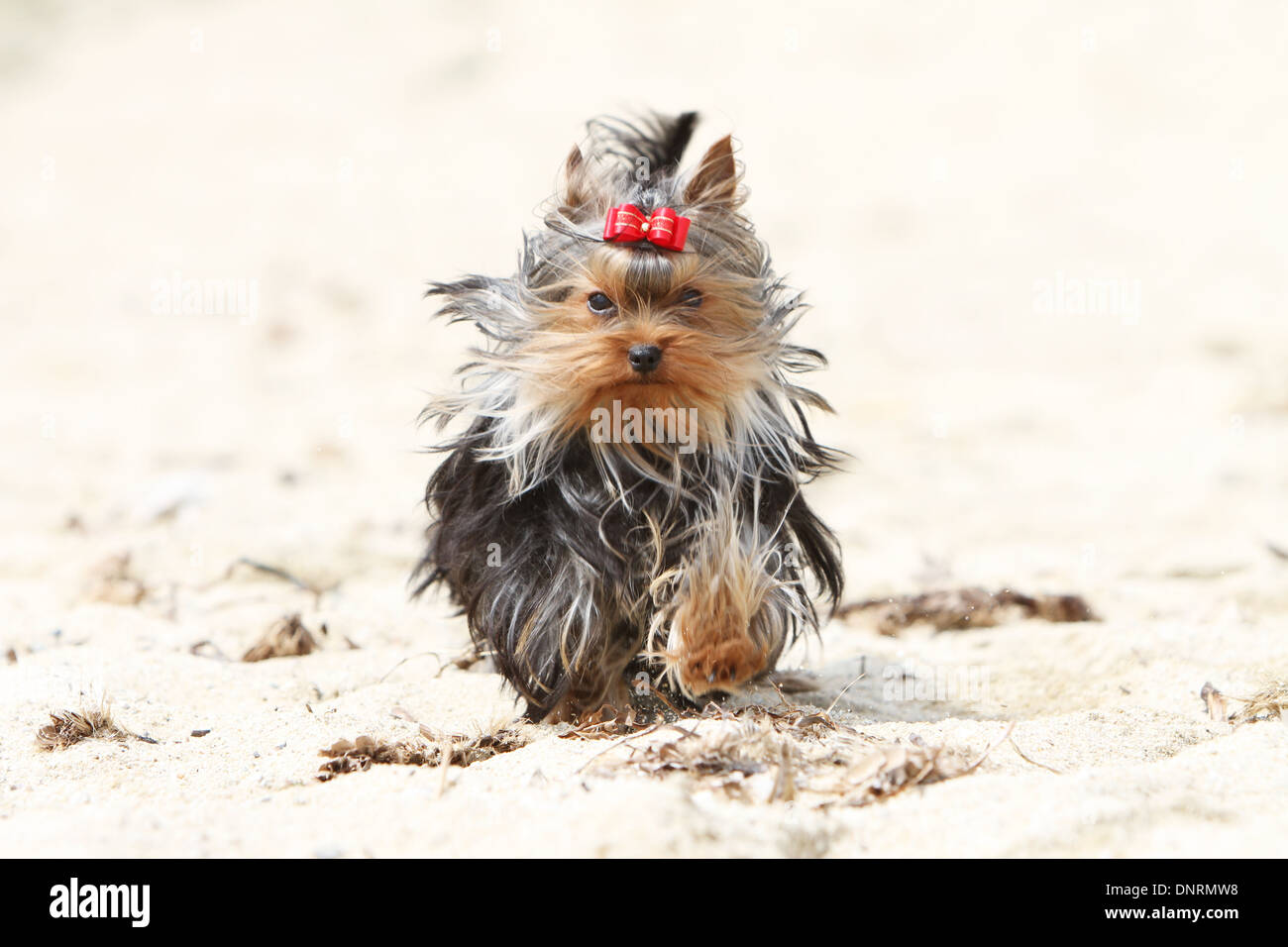 Dog Yorkshire Terrier / adult running on the beach Stock Photo - Alamy