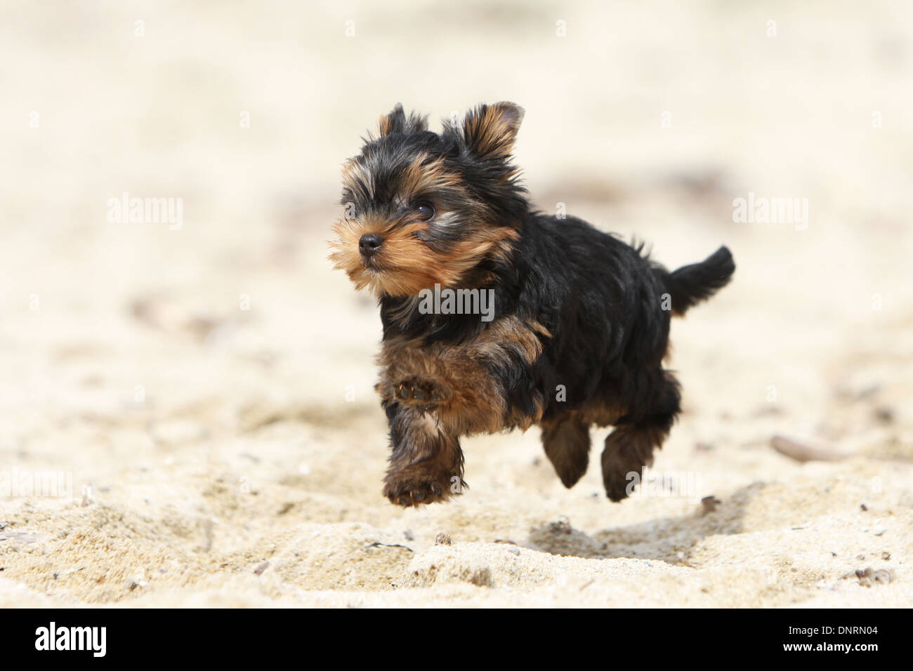 Dog Yorkshire Terrier / puppy running on the beach Stock Photo - Alamy