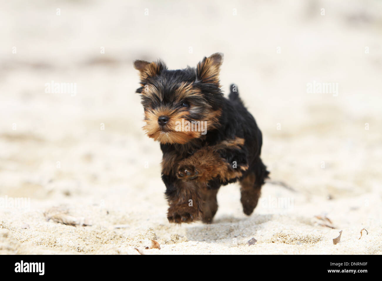 Do Yorkies Like Running