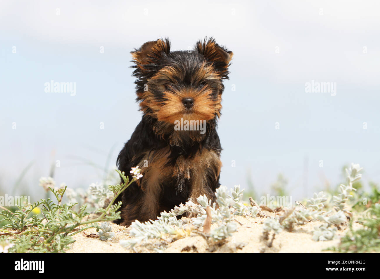 Schwarzer Pomeranian Yorkie Mix Silky Terrier Vs. Yorkshire Terrier: